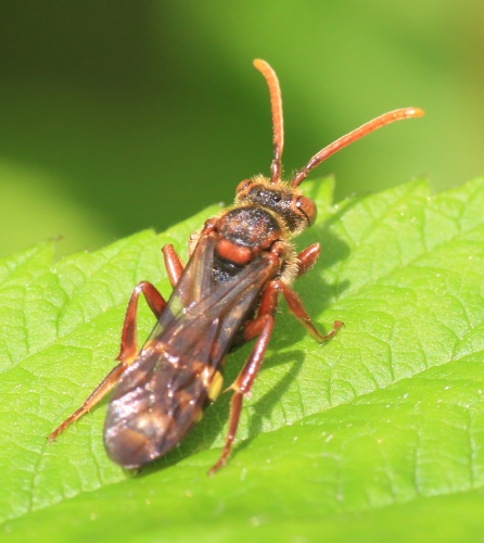 Bees, wasps & ants