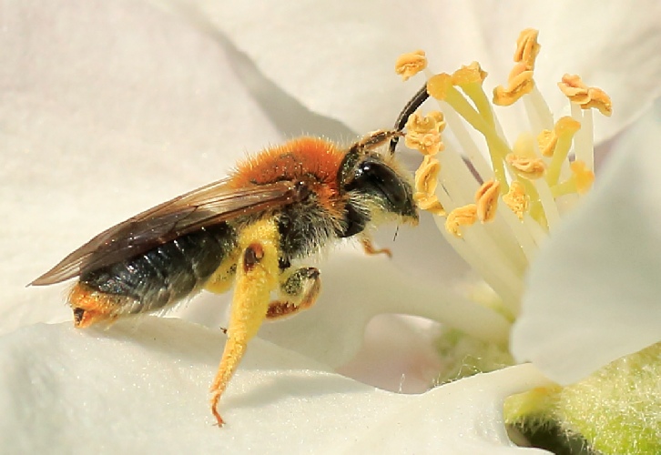 Bees, wasps & ants